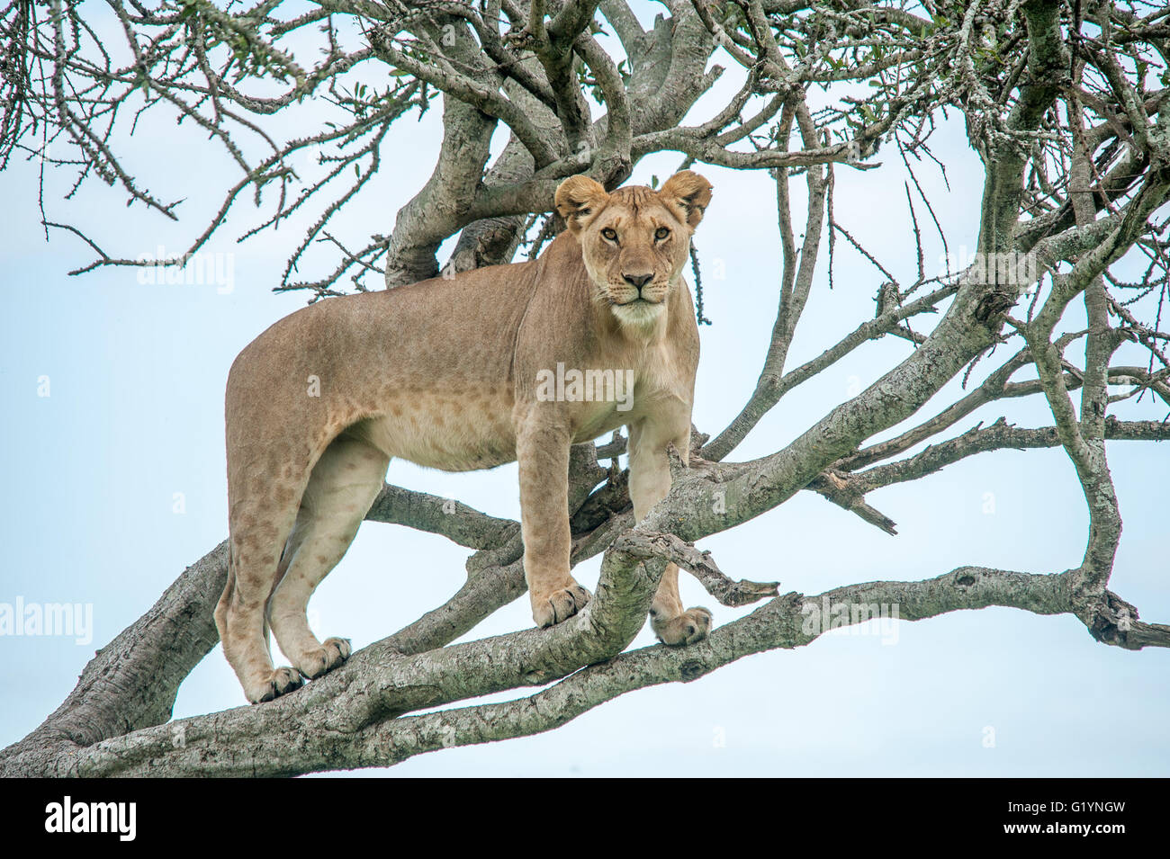 Lioness in a tree Stock Photo - Alamy