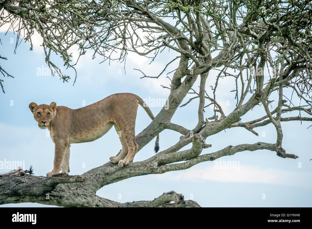 Lioness in a tree Stock Photo - Alamy