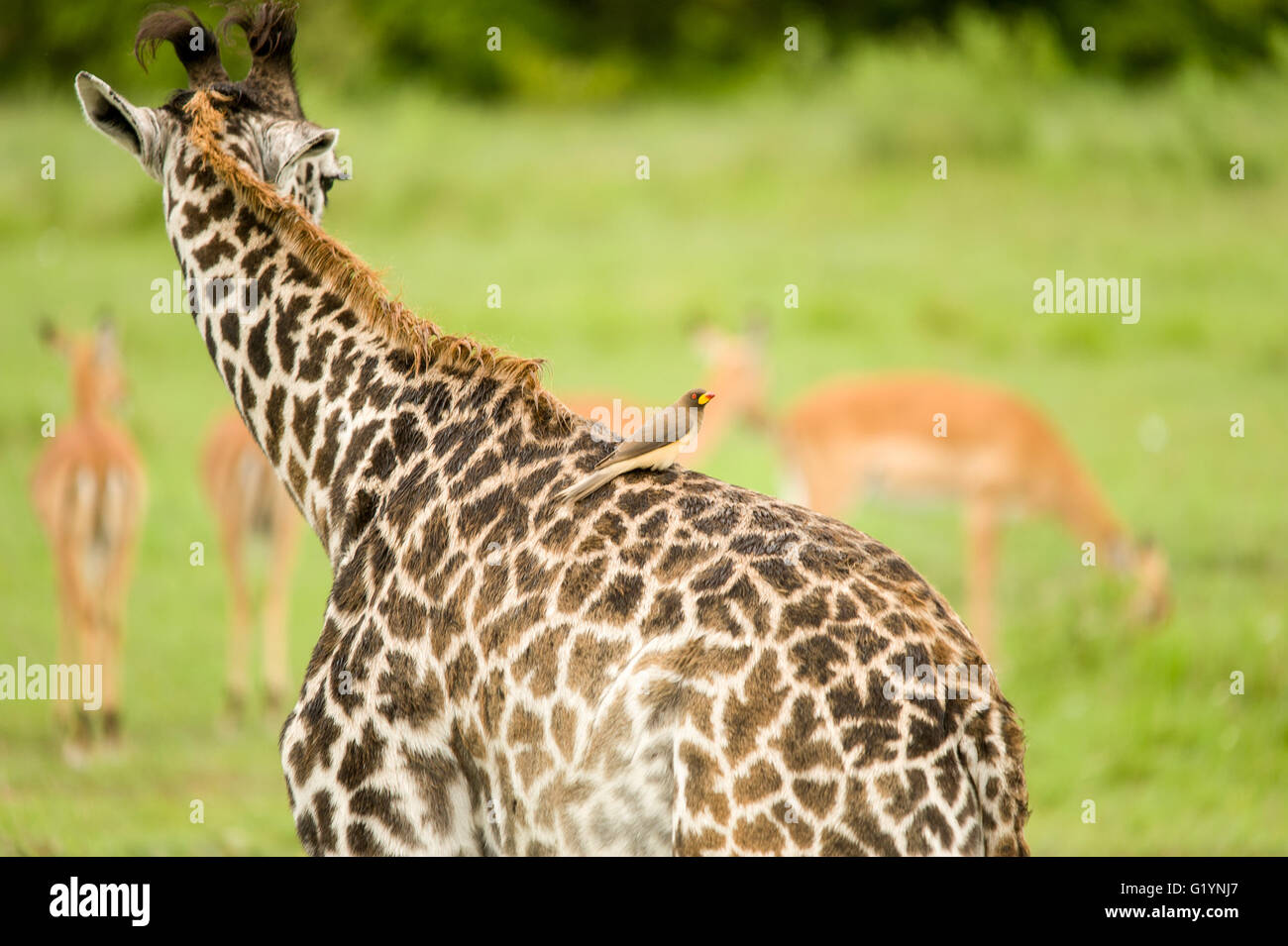 Giraffe of the Plains of Africa Stock Photo - Alamy