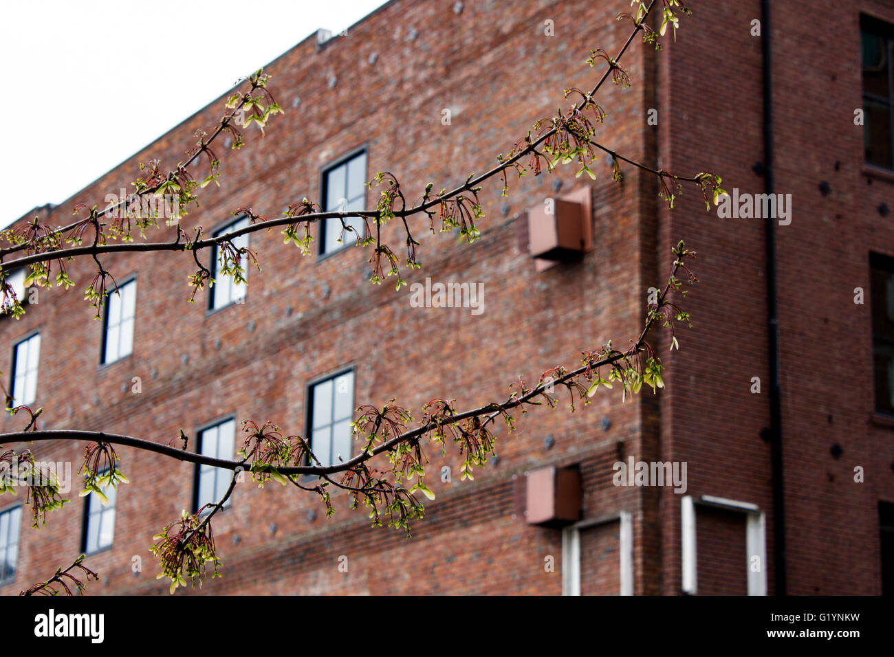 Spring Leaves and Old Brick Building Stock Photo - Alamy