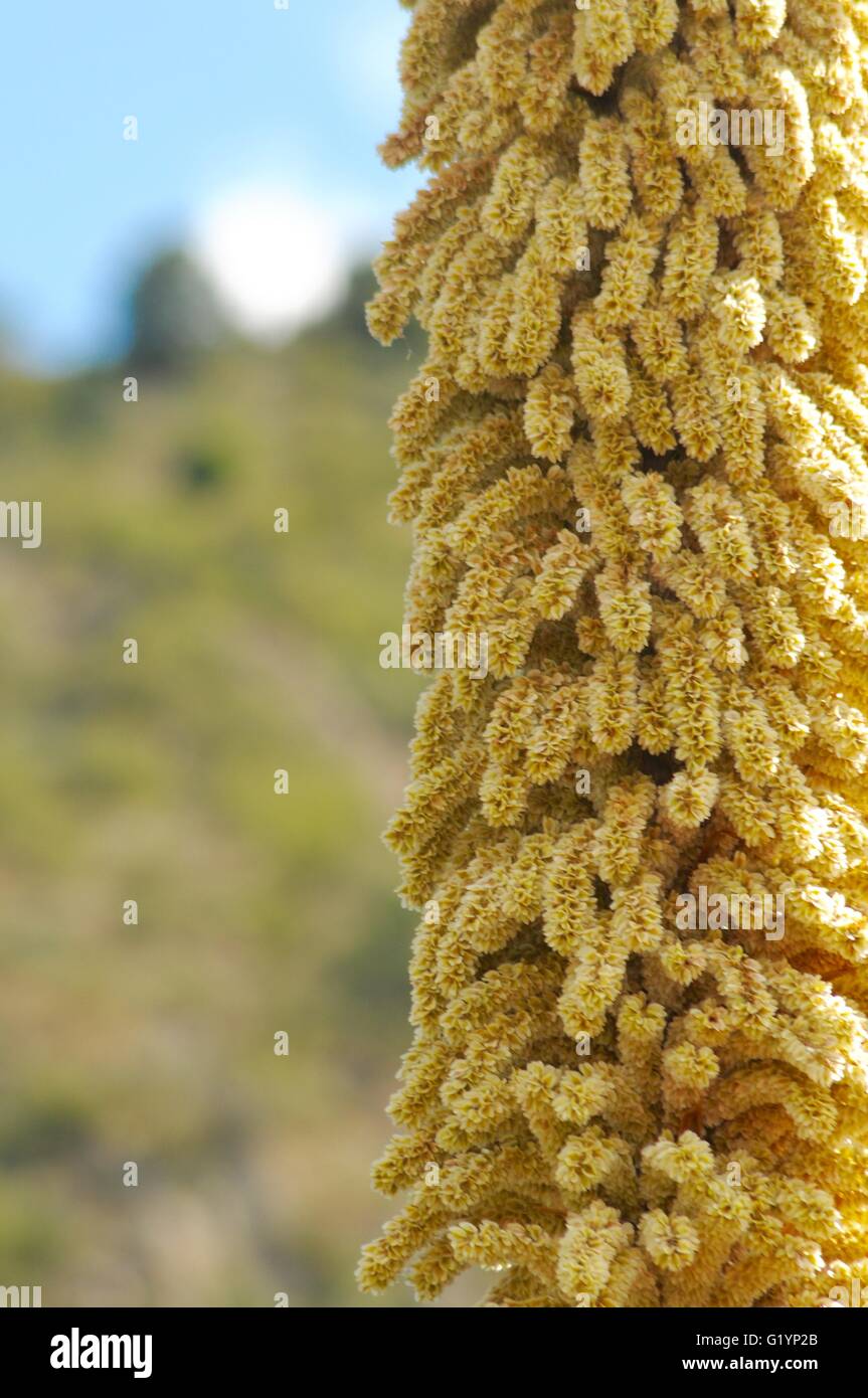 This photograph is of a flowering yucca Stock Photo - Alamy