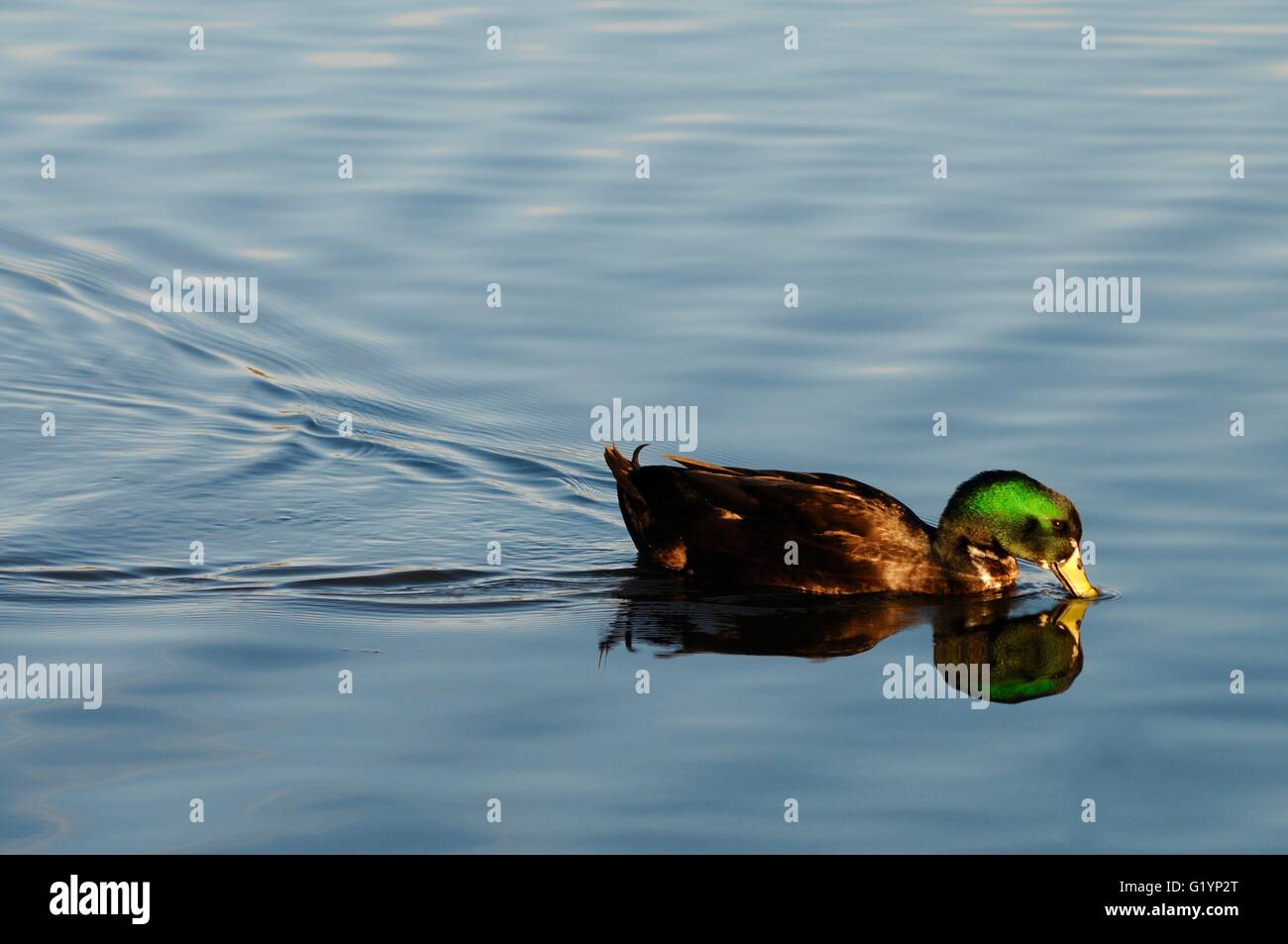 The graceful mallard duck! Stock Photo - Alamy