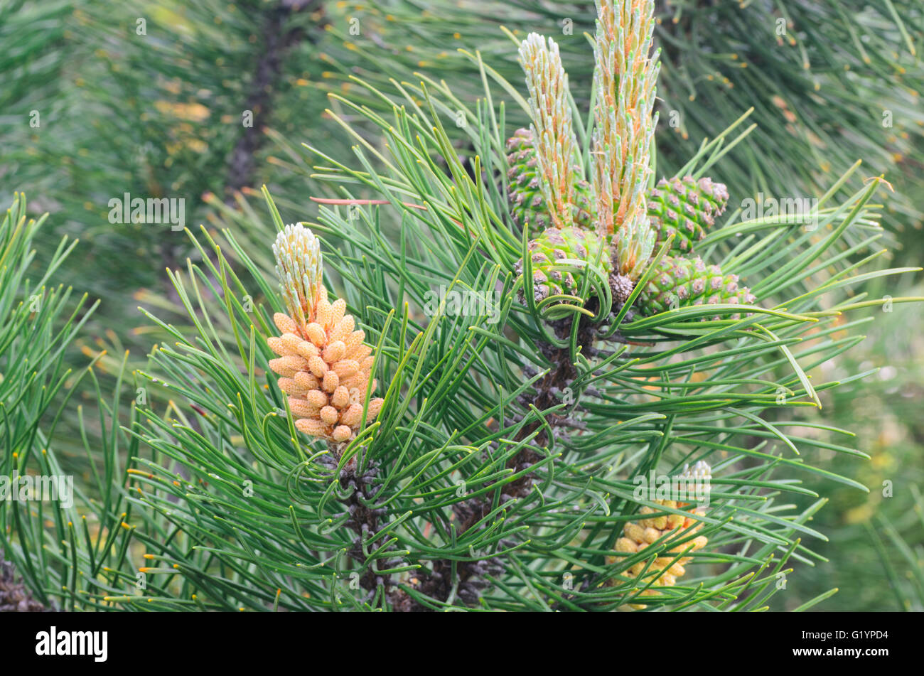 Male reproductive organ hi-res stock photography and images - Alamy