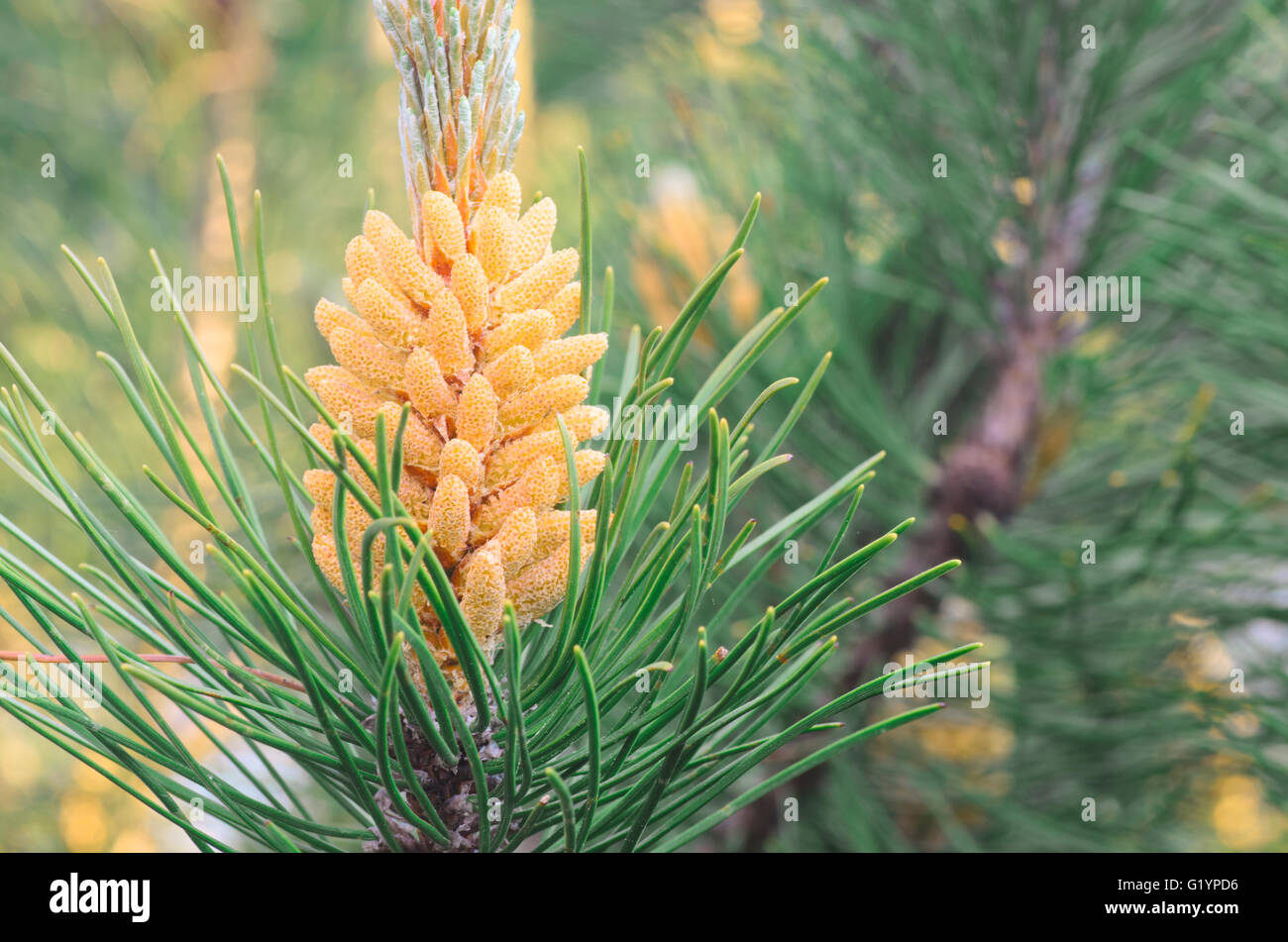 Male reproductive organ hi-res stock photography and images - Alamy