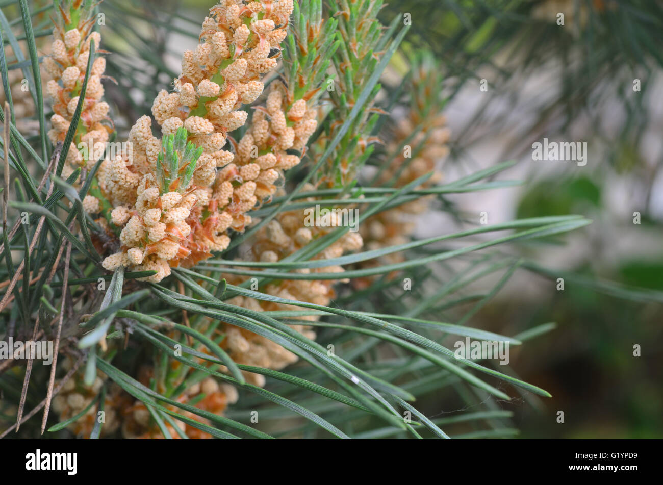 Male reproductive organ hi-res stock photography and images - Alamy