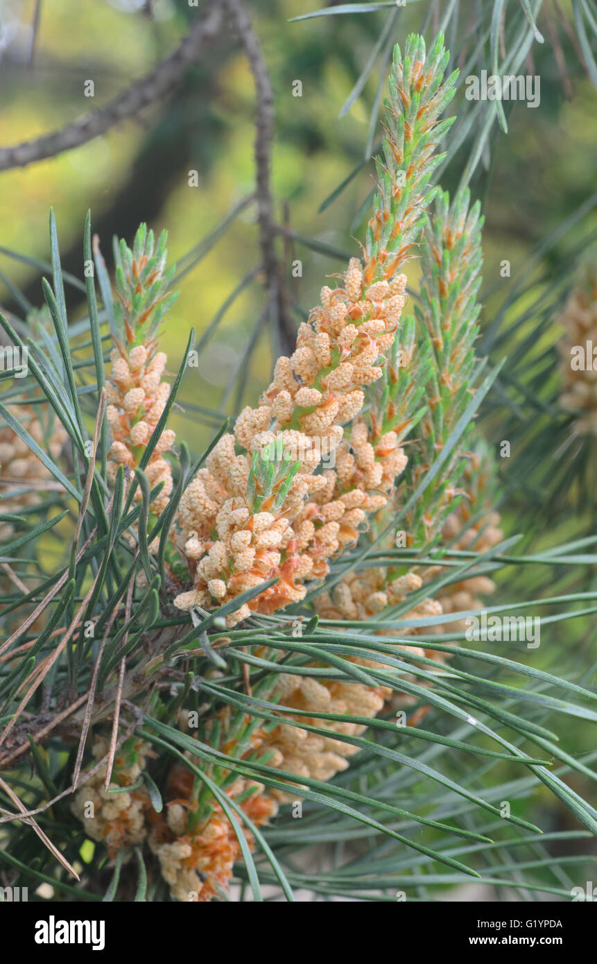 Reproductive organ of plant hi-res stock photography and images - Alamy