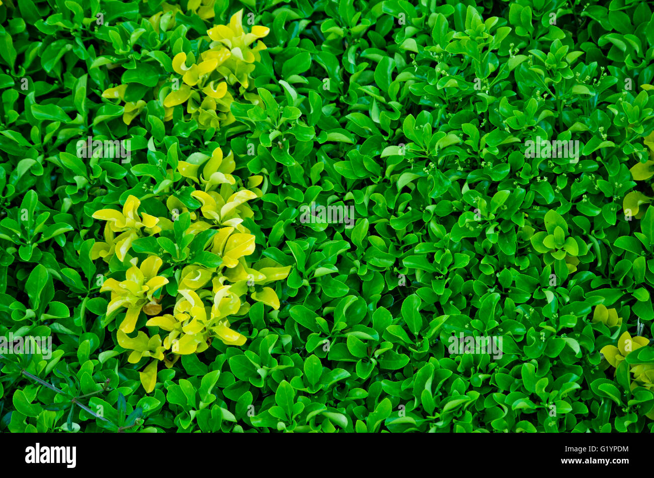 lush hedge of evergreen plant with ownership separation function lush ...