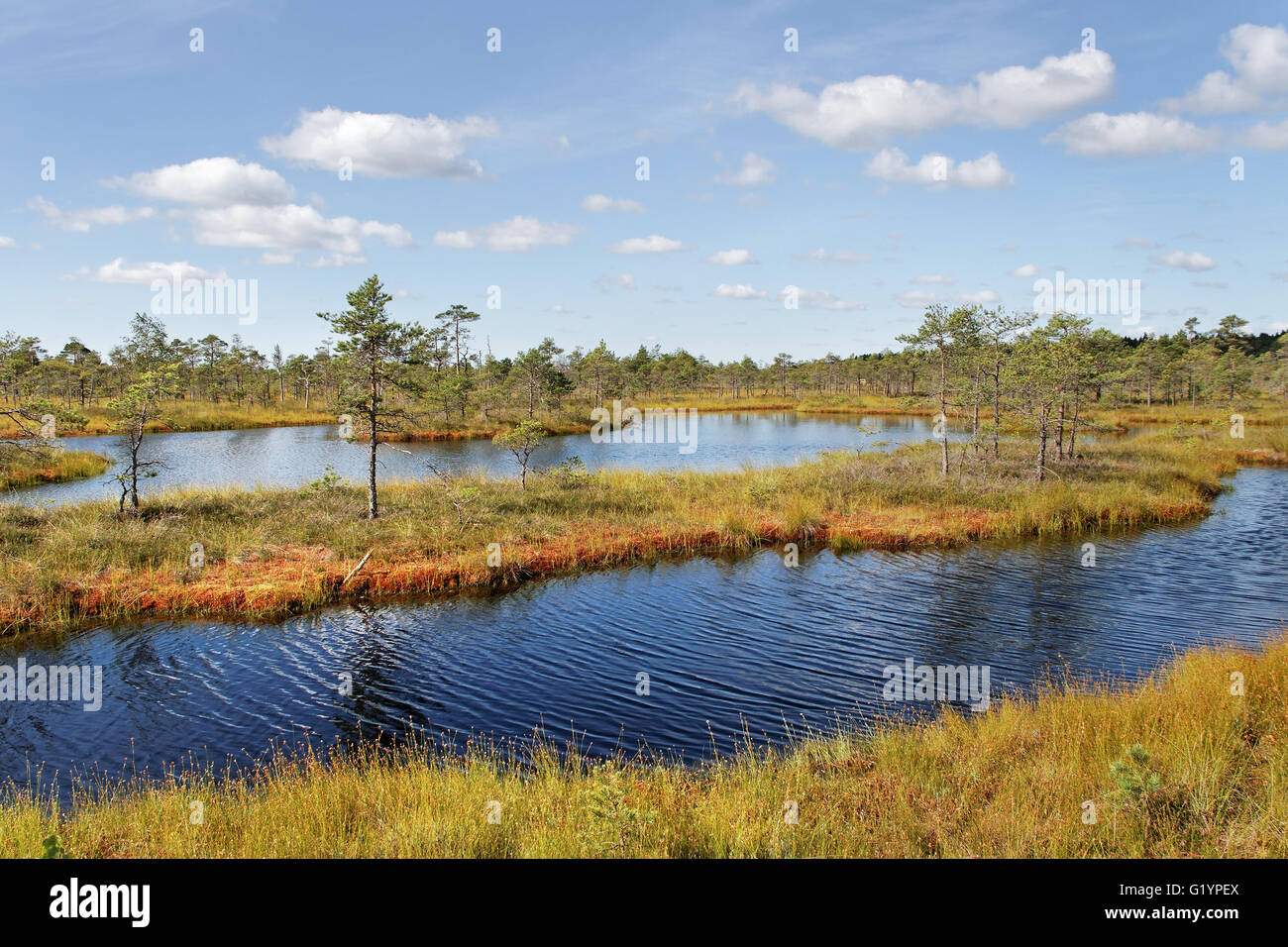 View to the lake in the bog Stock Photo - Alamy