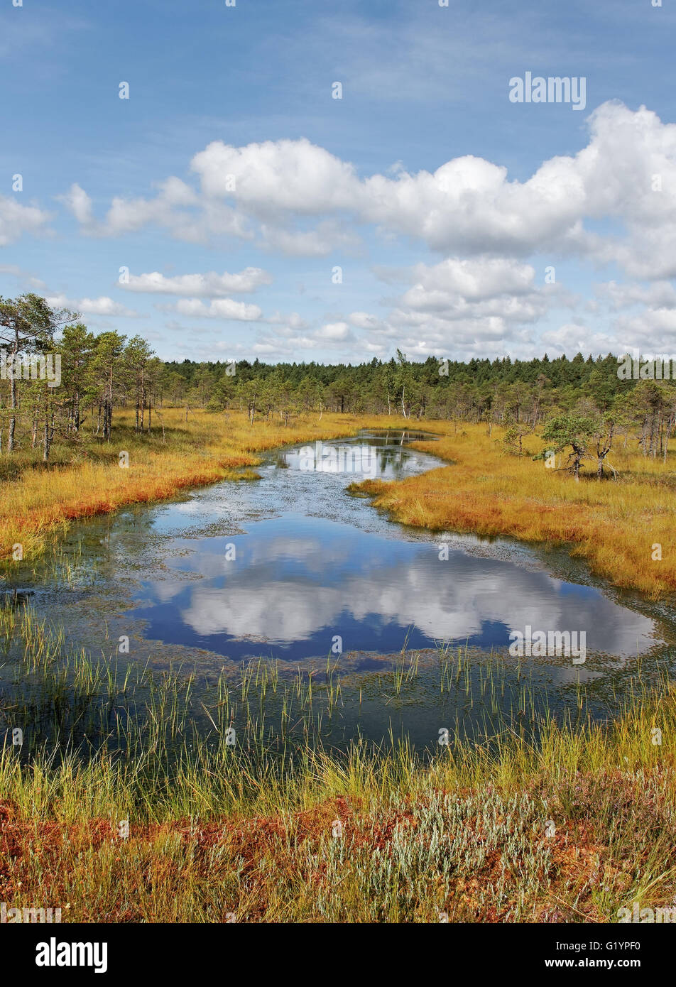 View to the lake in the bog Stock Photo - Alamy