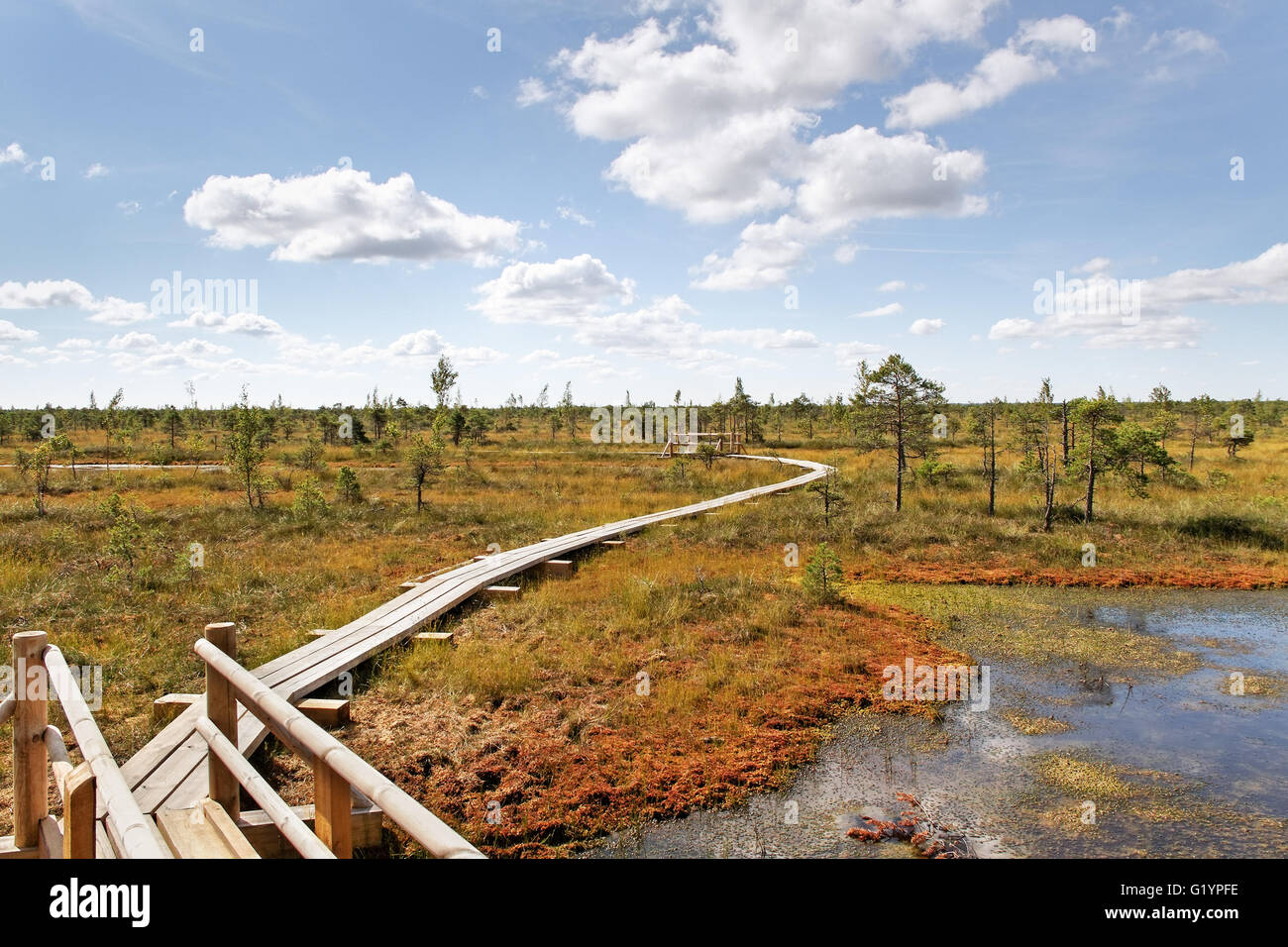 Wooden path in the bog for tourists Stock Photo - Alamy