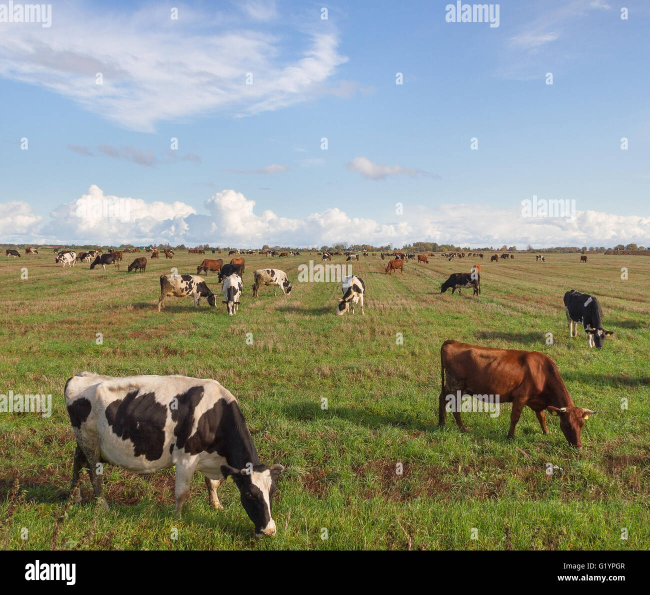 Caws in a meadow are feeding Stock Photo - Alamy
