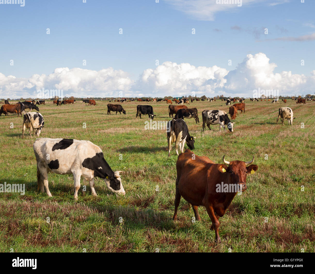 Calf and caw hi-res stock photography and images - Alamy