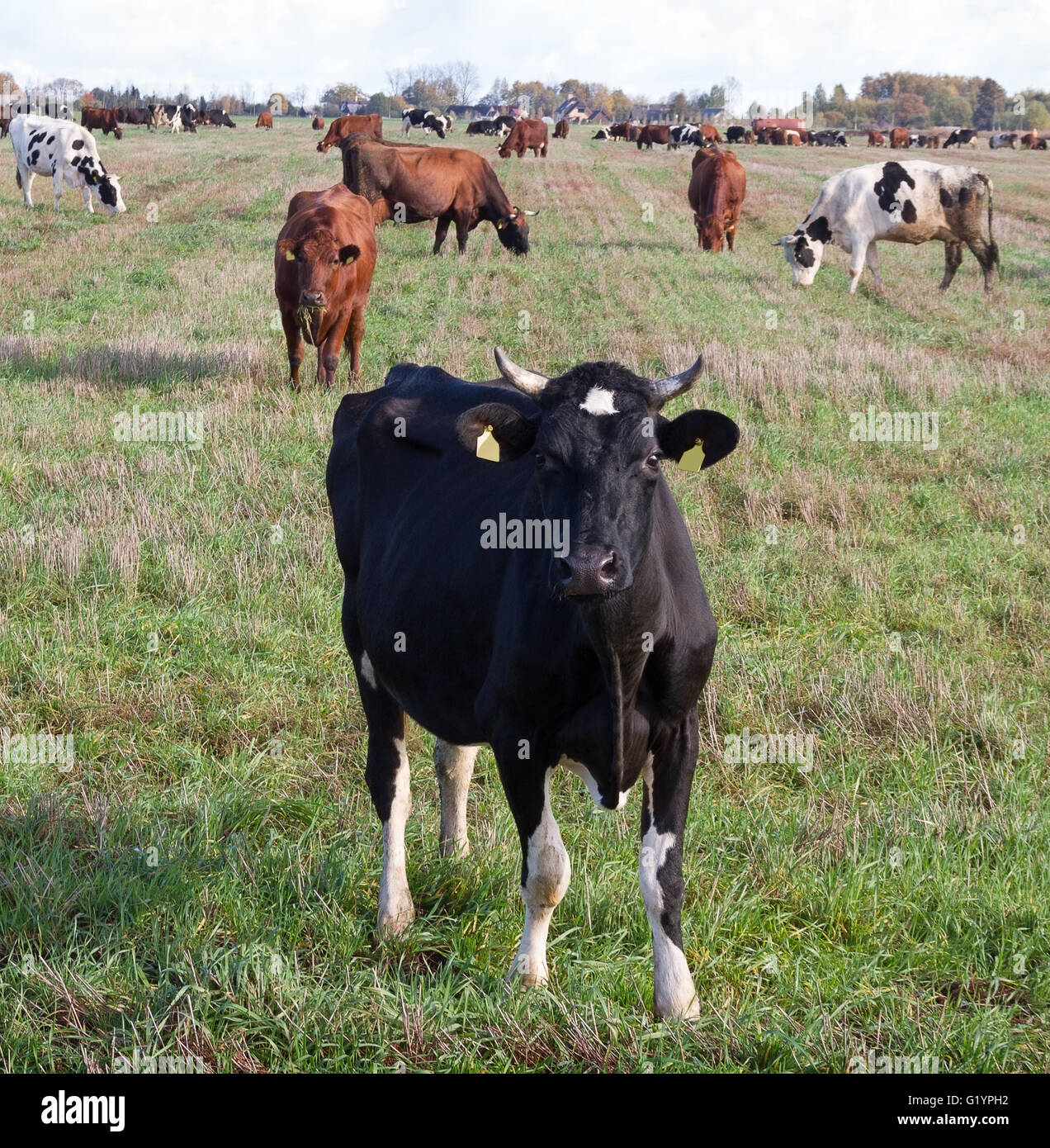 Caws in a meadow are feeding Stock Photo - Alamy