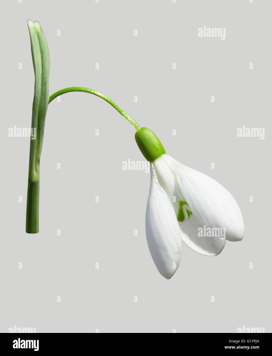 Beautiful snowdrop flower isolated on grey surface Stock Photo - Alamy