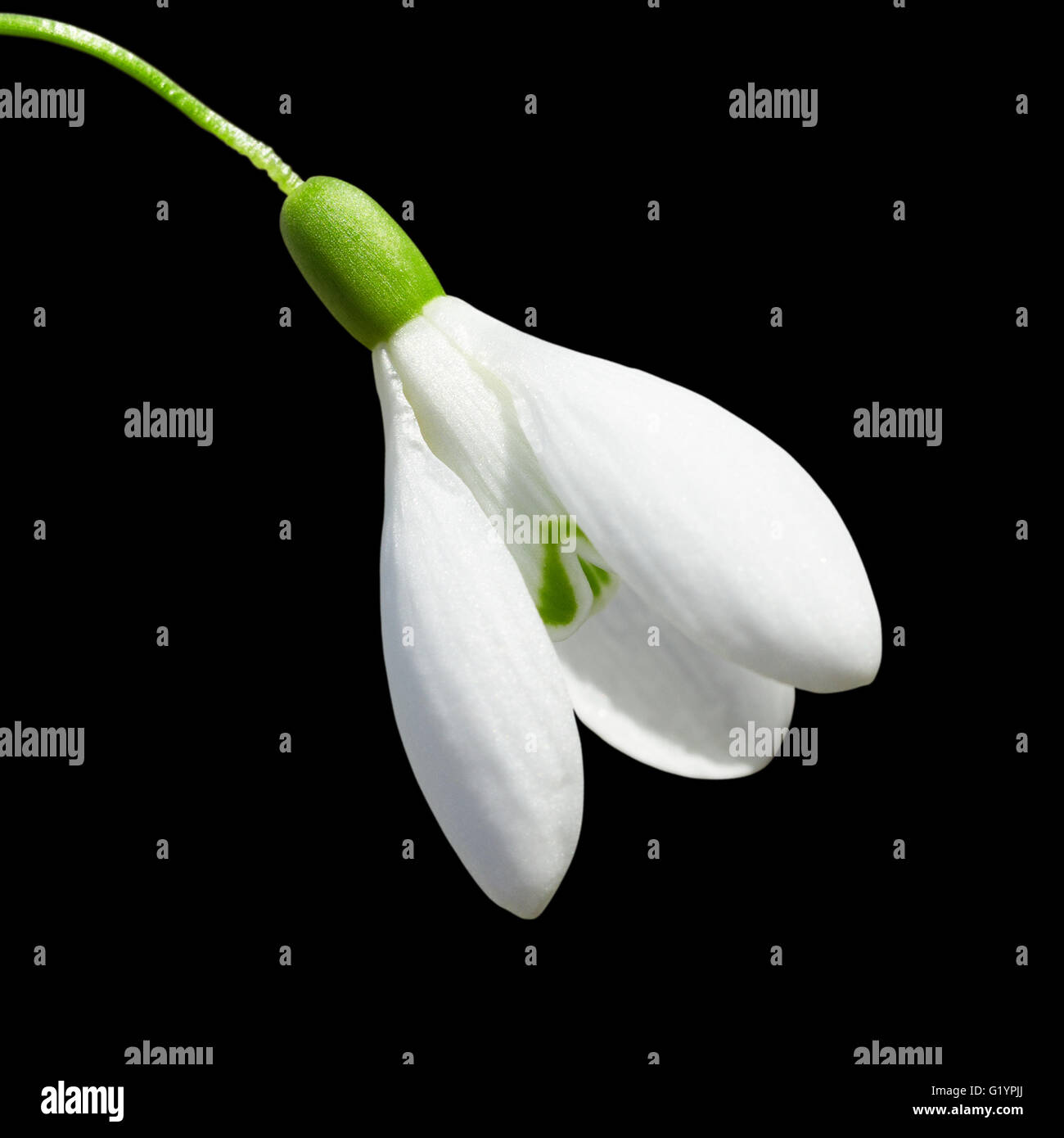 Beautiful snowdrop hi-res stock photography and images - Alamy