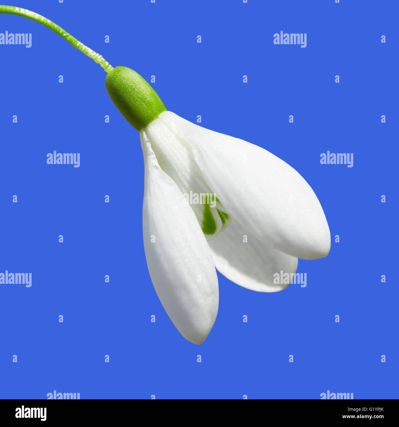 Beautiful snowdrop flower isolated on blue surface Stock Photo - Alamy