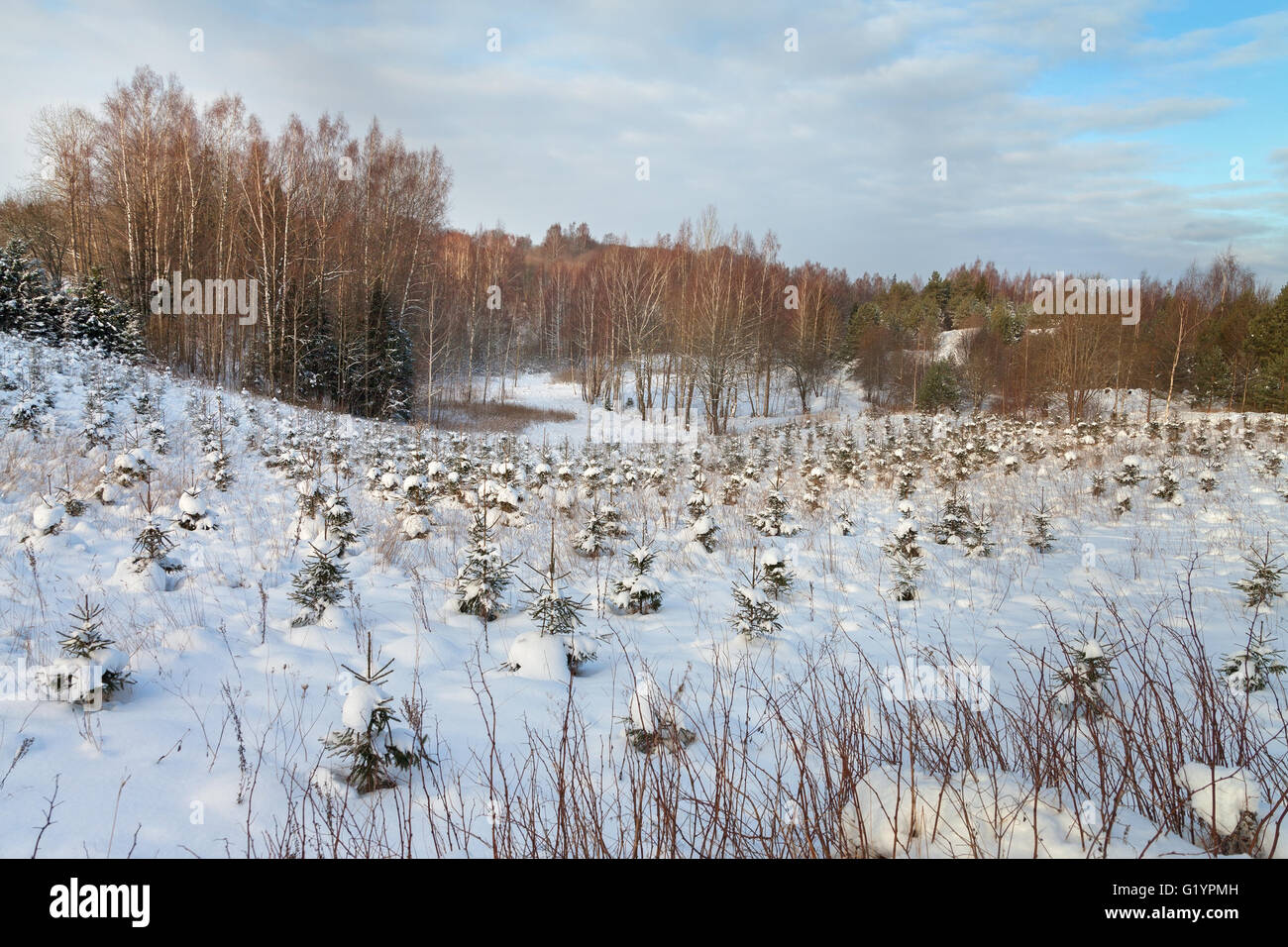 Snow covered fir plantation hi-res stock photography and images - Alamy