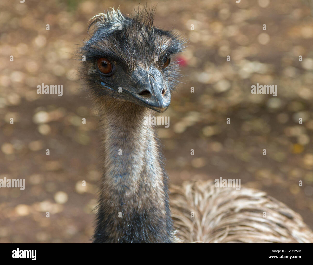 Emu australian bird with a long neck Stock Photo - Alamy