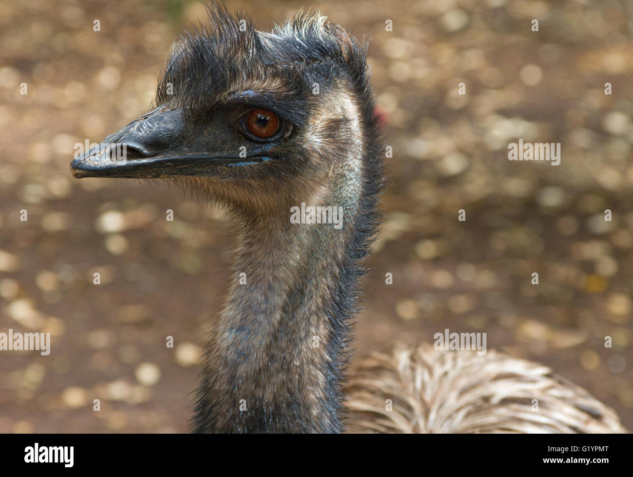 Emu australian bird with a long neck Stock Photo - Alamy