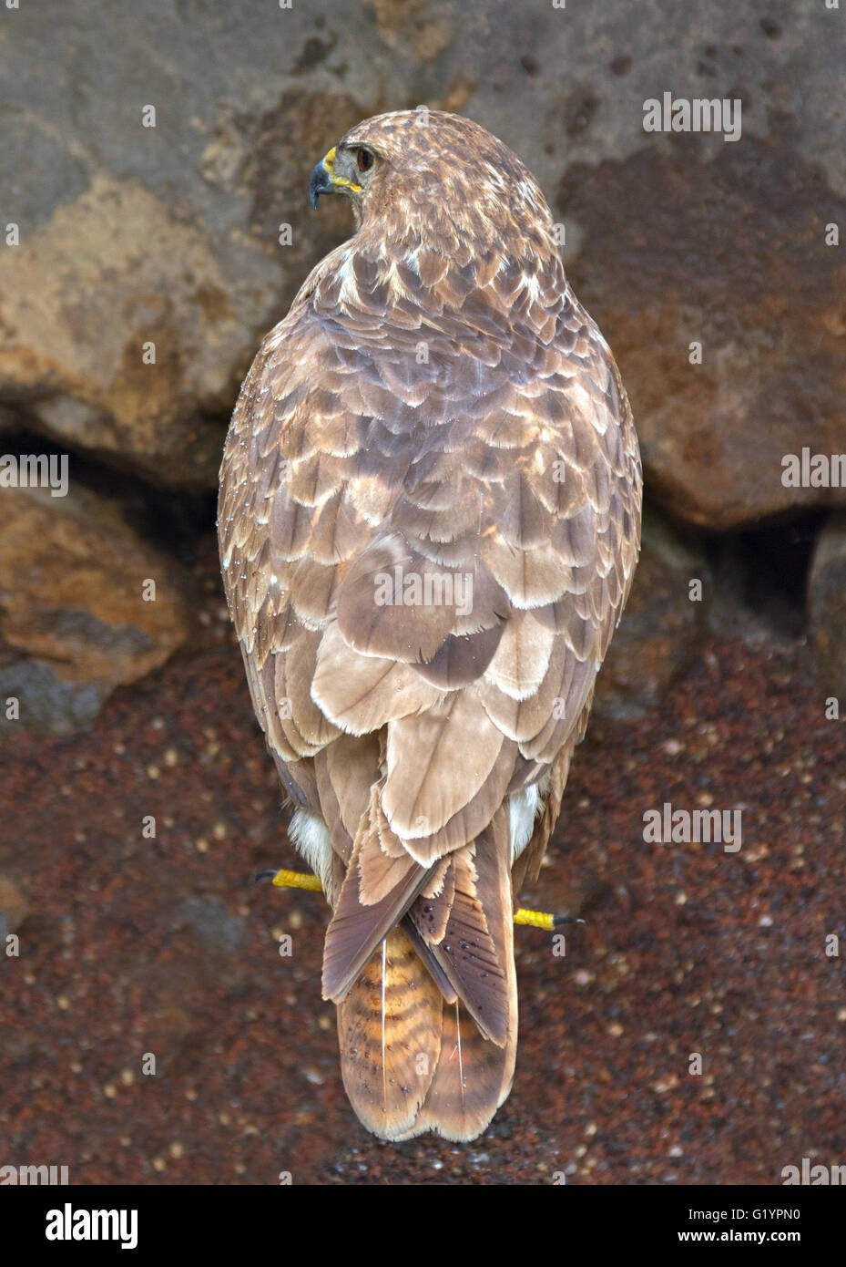 Back of the an eagle at the cliff Stock Photo - Alamy