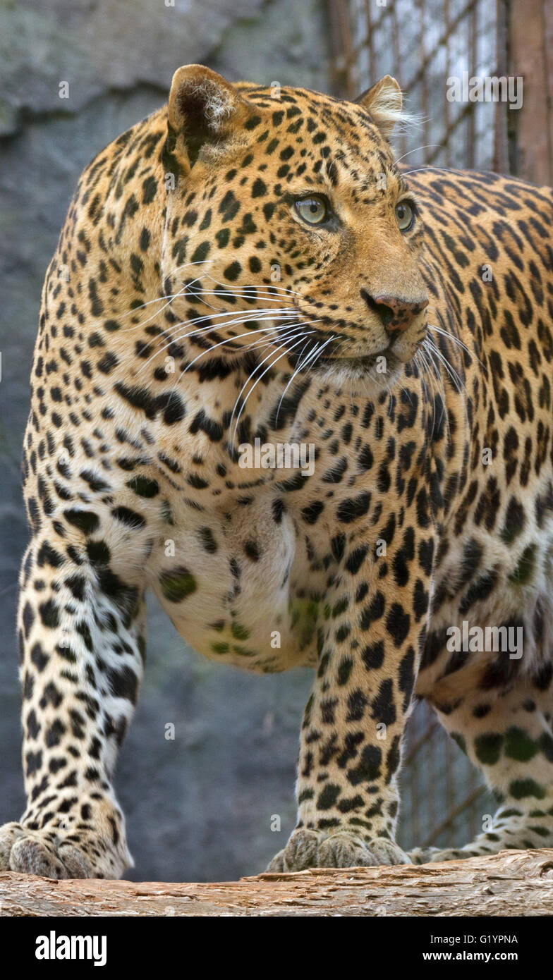 Life of leopard in a captivity Stock Photo - Alamy