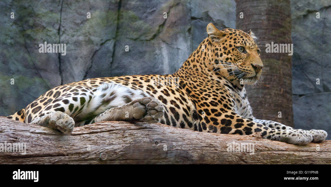 Life of leopard in a captivity Stock Photo - Alamy