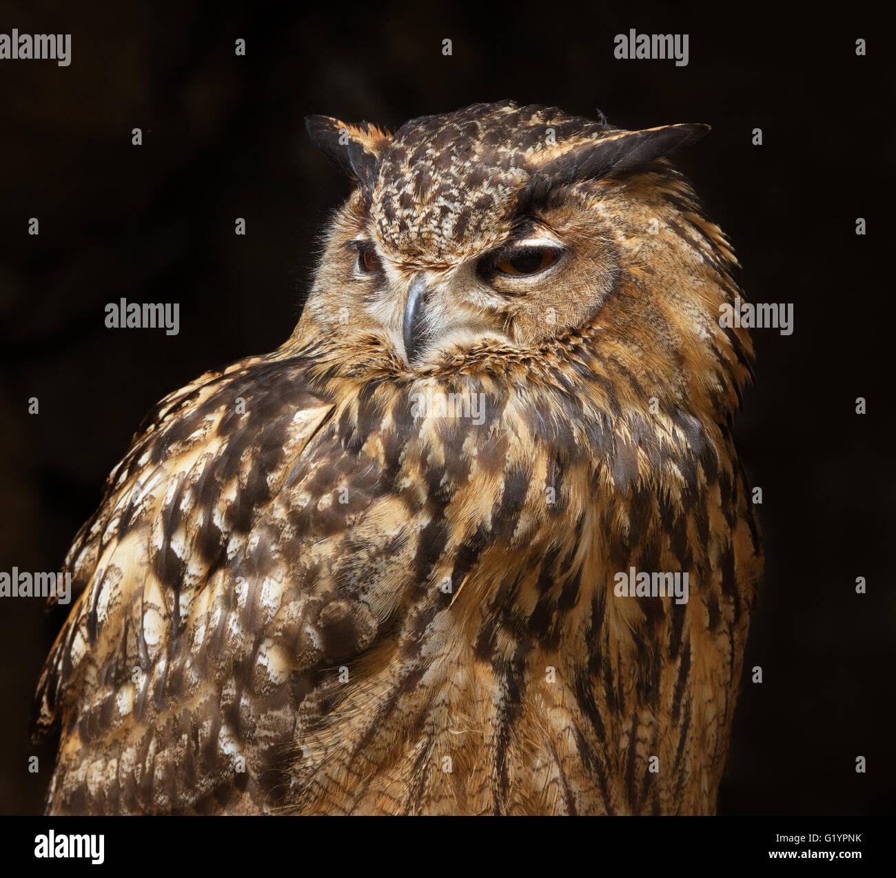 Natural big owl on a black background Stock Photo - Alamy