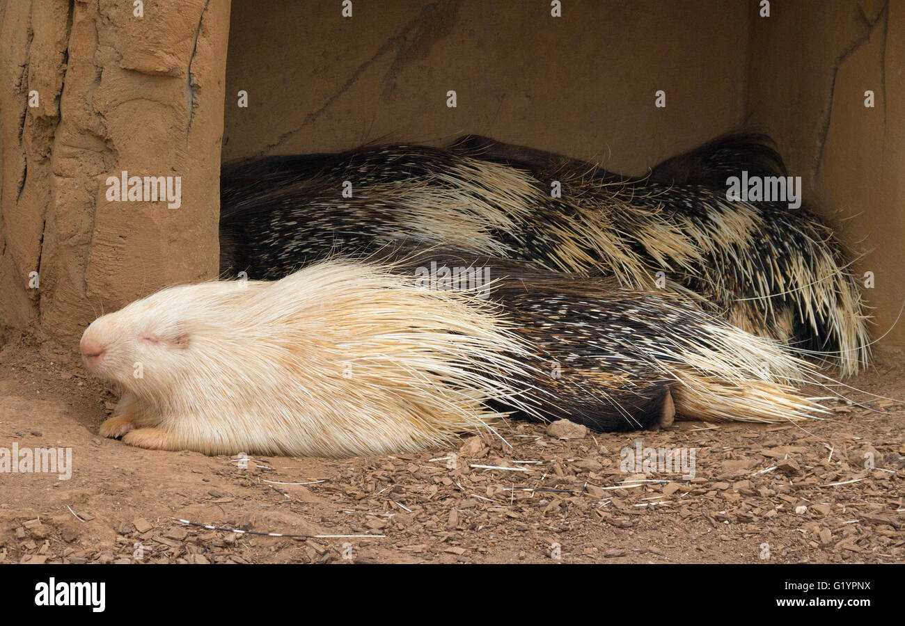 Porcupine home hi-res stock photography and images - Alamy
