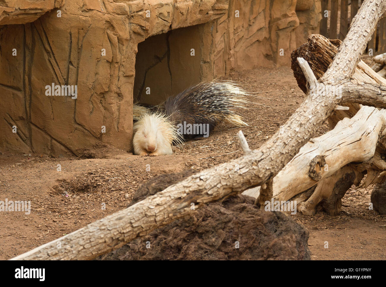 Porcupine home hi-res stock photography and images - Alamy