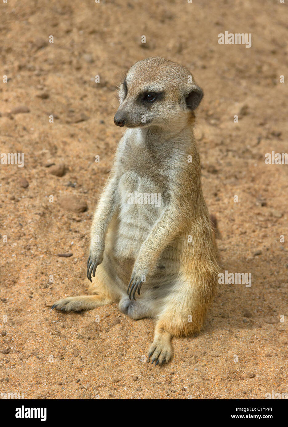 Life of suricates in a captivity Stock Photo - Alamy