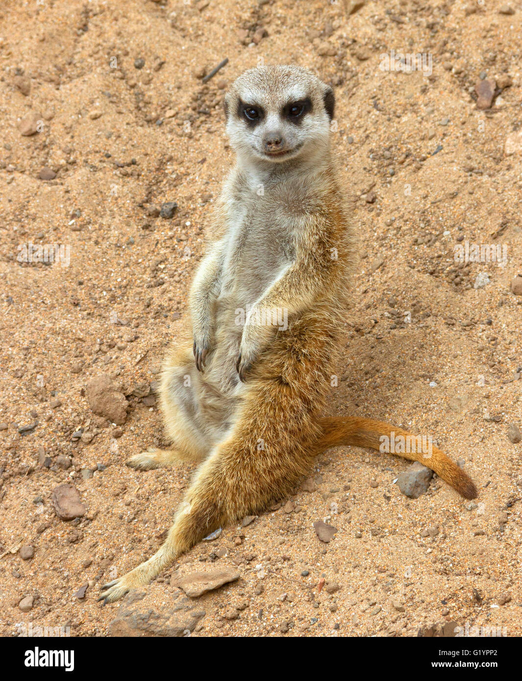 Meerkat in a cage hi-res stock photography and images - Alamy