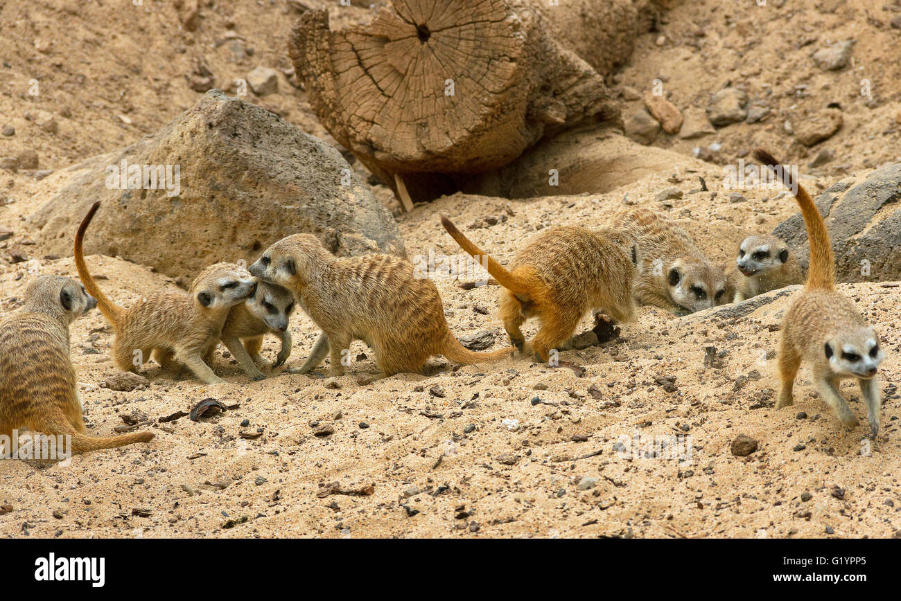 Life of suricates in a captivity Stock Photo - Alamy