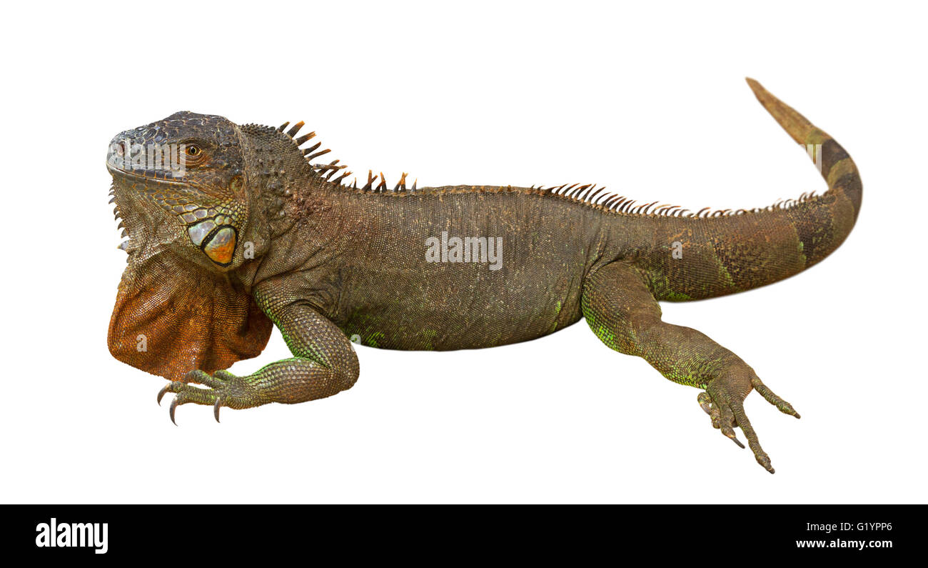 Varan lizard Cut Out Stock Images & Pictures - Alamy
