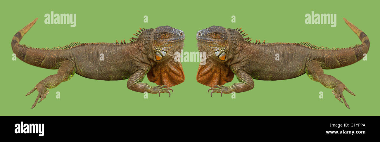 Animal varan reptile hi-res stock photography and images - Alamy