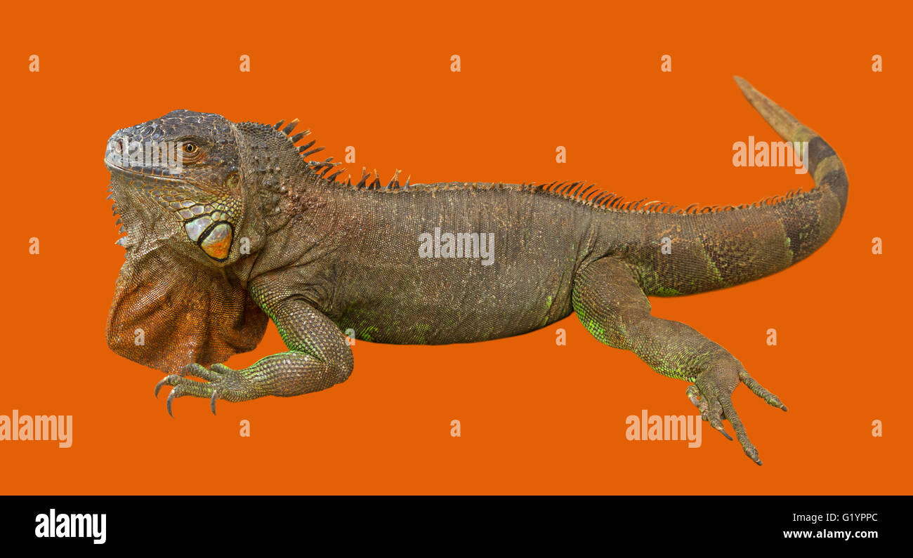Animal varan reptile hi-res stock photography and images - Alamy