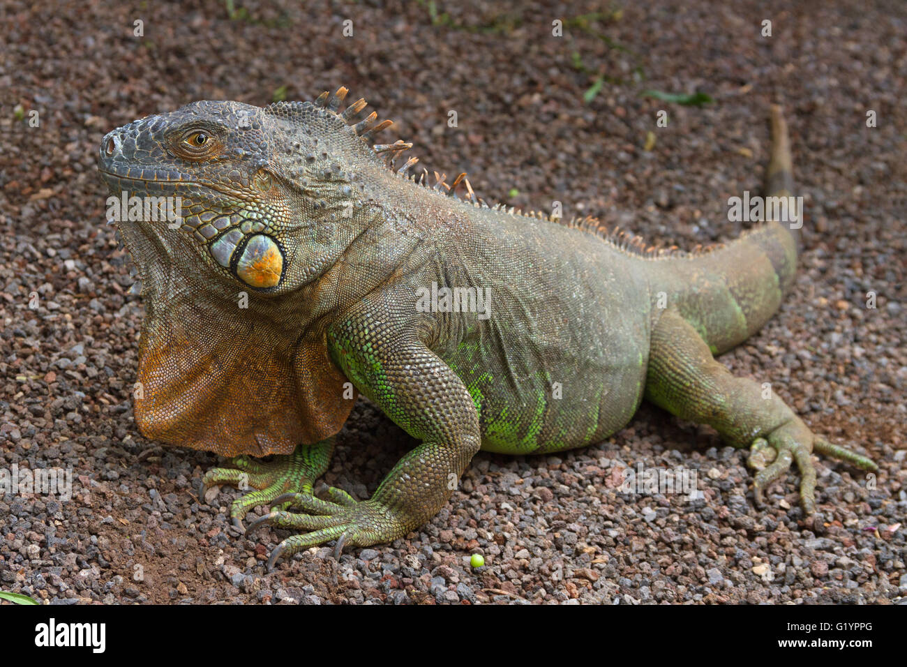 Big dragon hi-res stock photography and images - Alamy