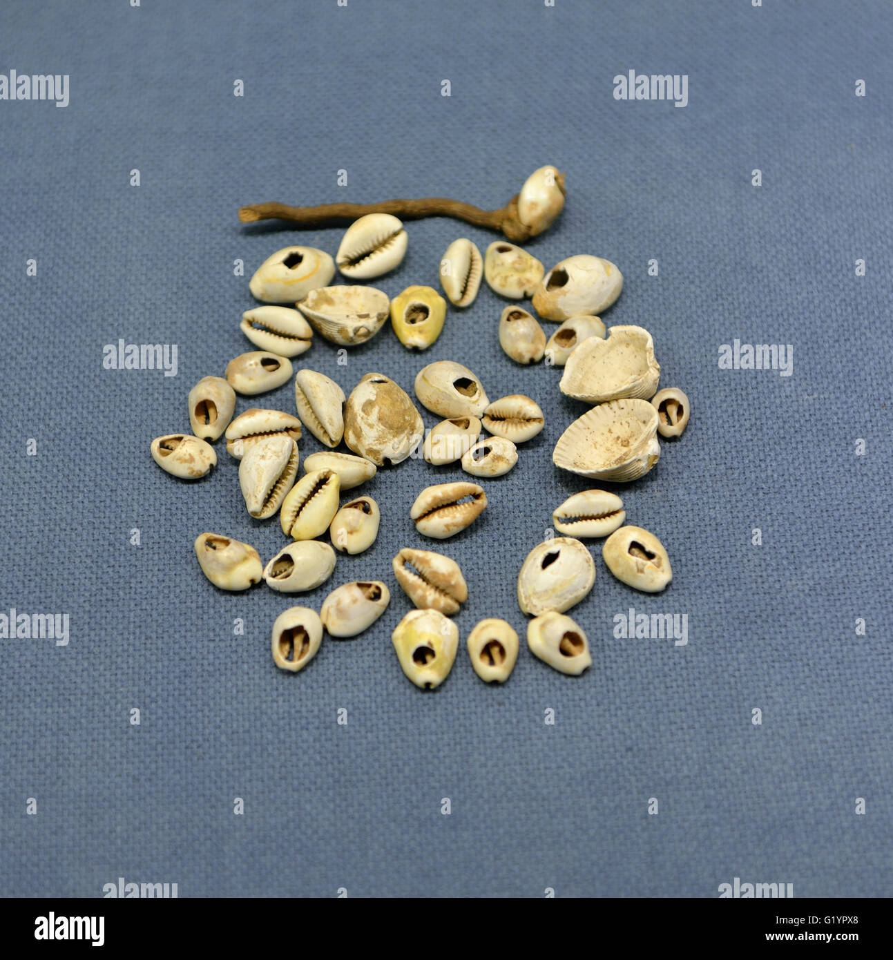 Cowrie shell money hi-res stock photography and images - Alamy