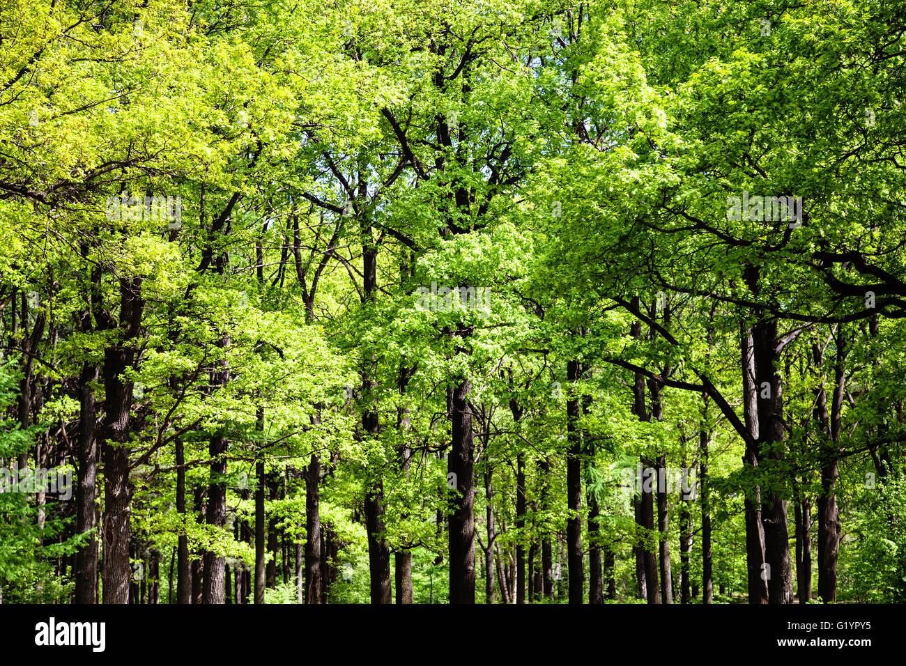 natural background - oak grove in green forest Stock Photo - Alamy