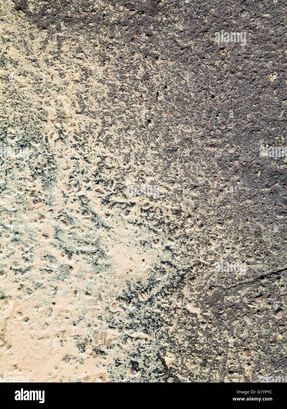 Alder pollen hi-res stock photography and images - Alamy