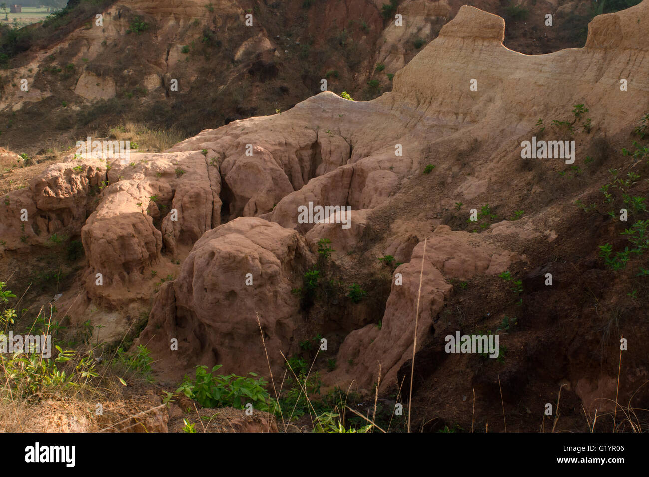 Pre historical species hi-res stock photography and images - Alamy