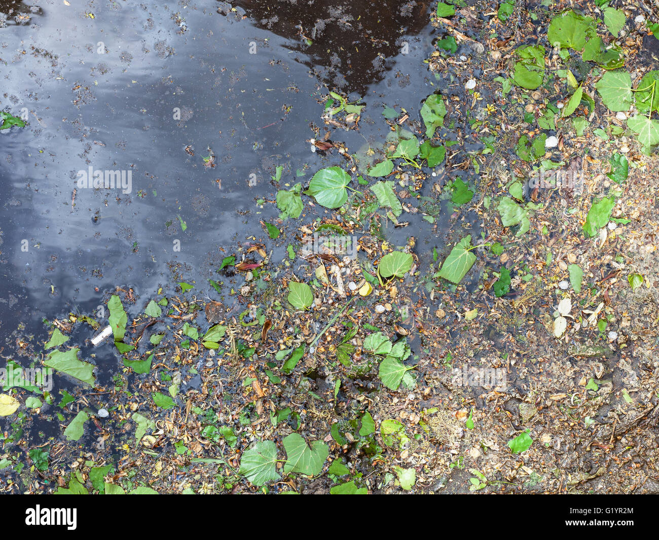 Disease birch hi-res stock photography and images - Alamy