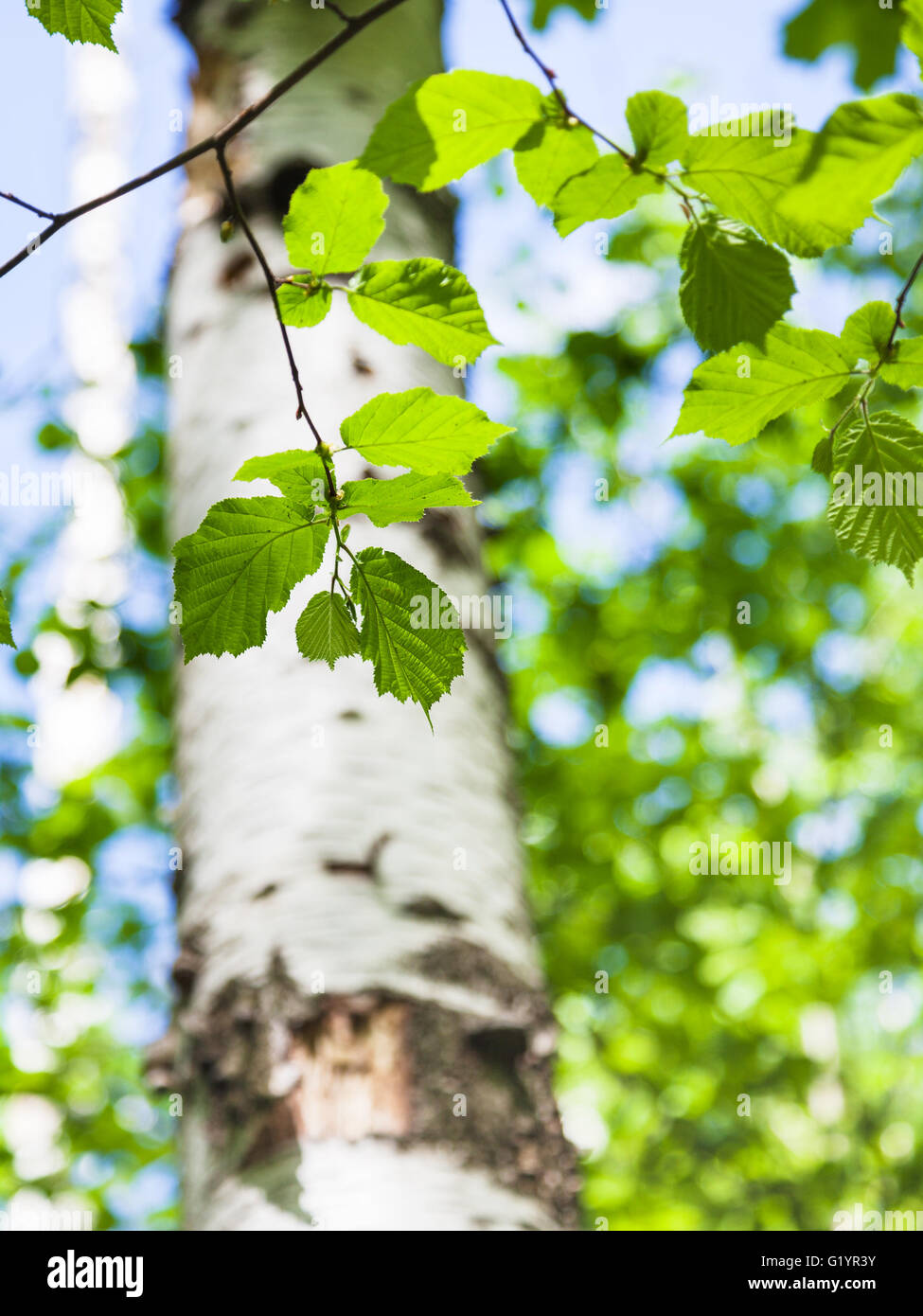 natural background - green leaves of birch tree close up in spring ...