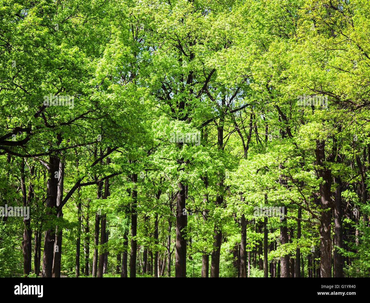 natural background - oak trees in green forest Stock Photo - Alamy