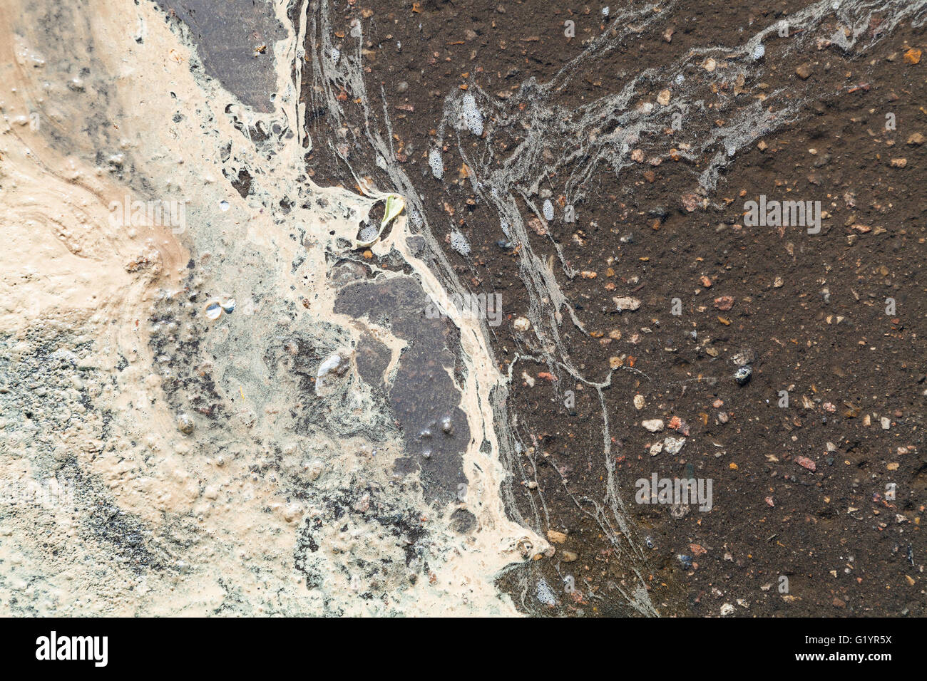 many birch pollen in puddle after rain in spring - birch and alder ...