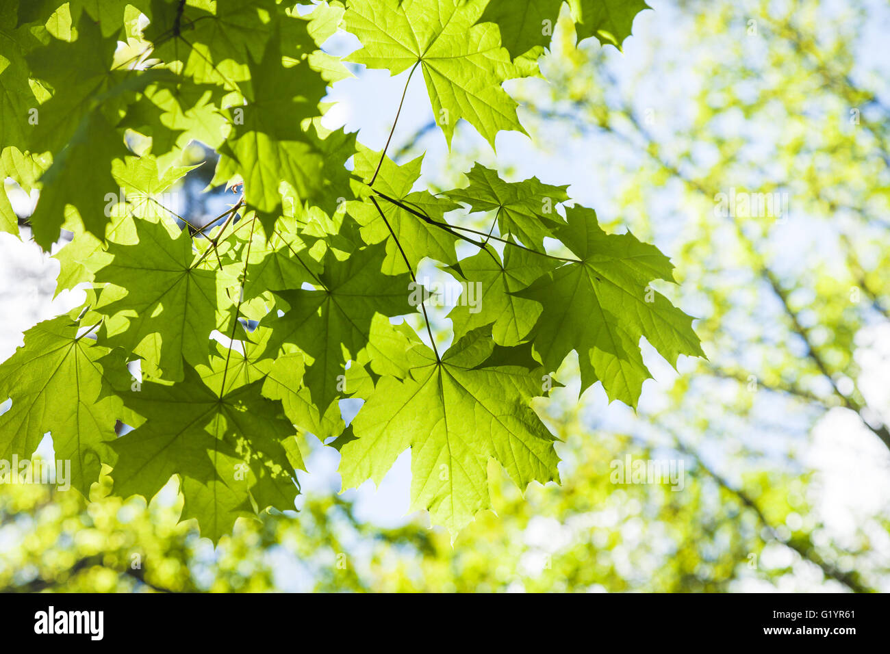natural background - green leaves of maple tree close up and blue sky ...