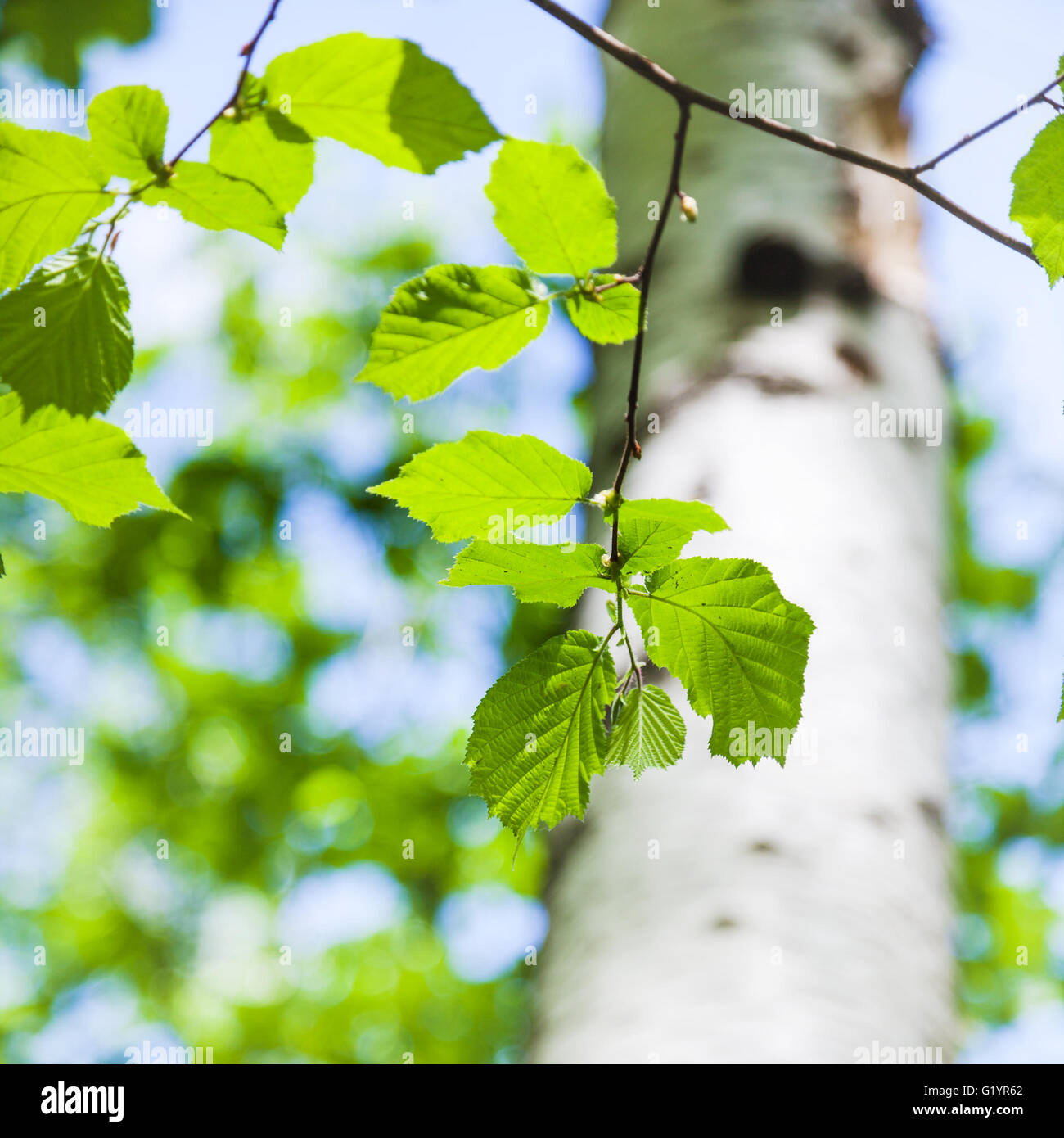natural background - young green leaves of birch tree close up in ...