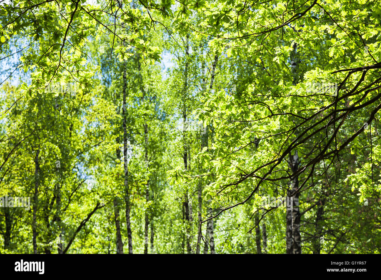 Oak twigs hi-res stock photography and images - Alamy