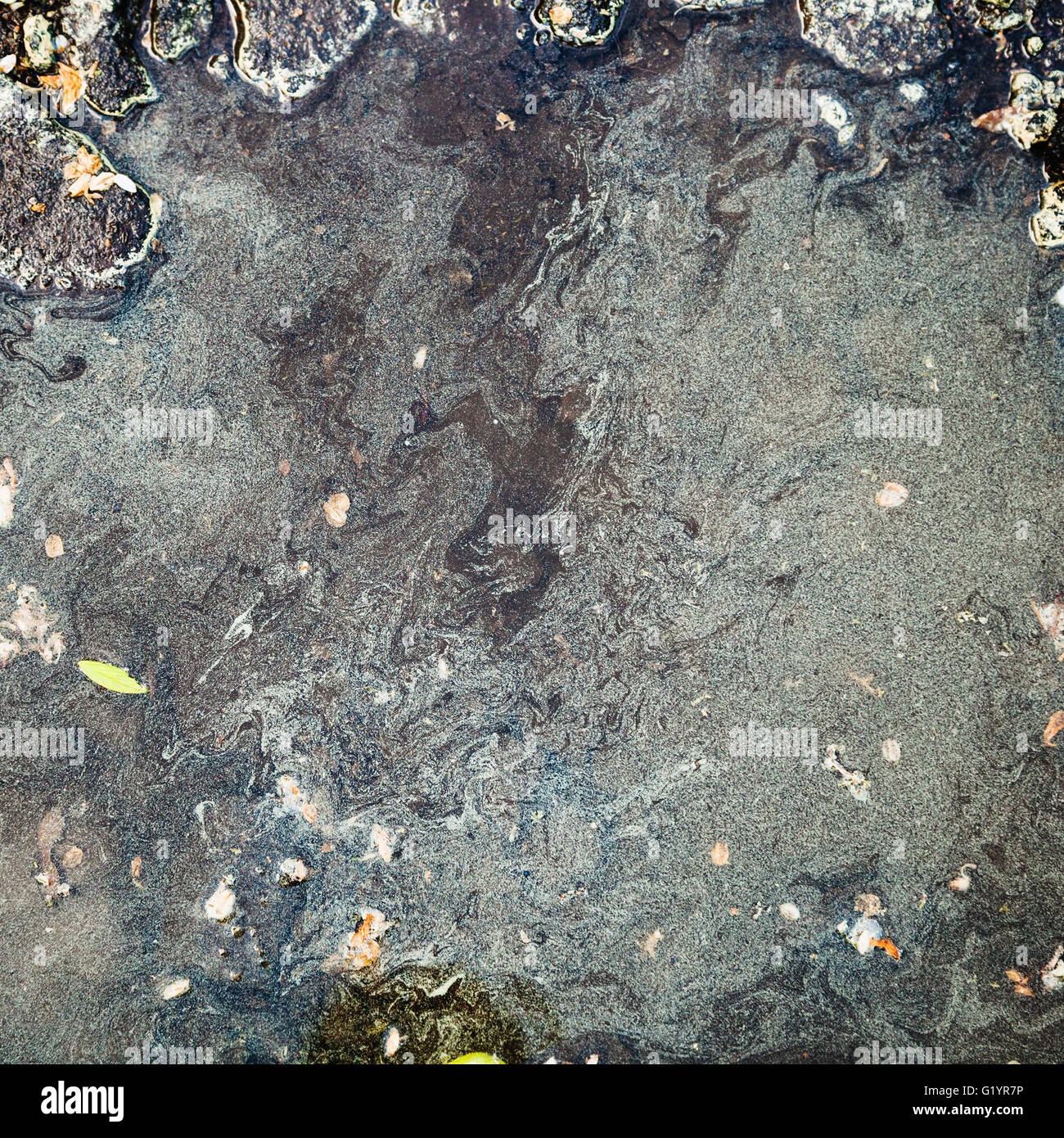 many birch pollen on surface of puddle in spring season - birch and ...