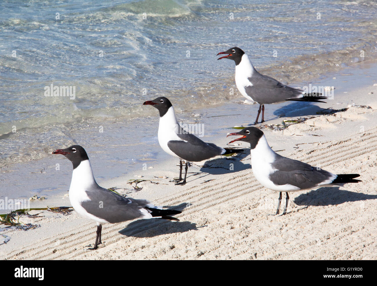 Bahamas birds hi-res stock photography and images - Alamy