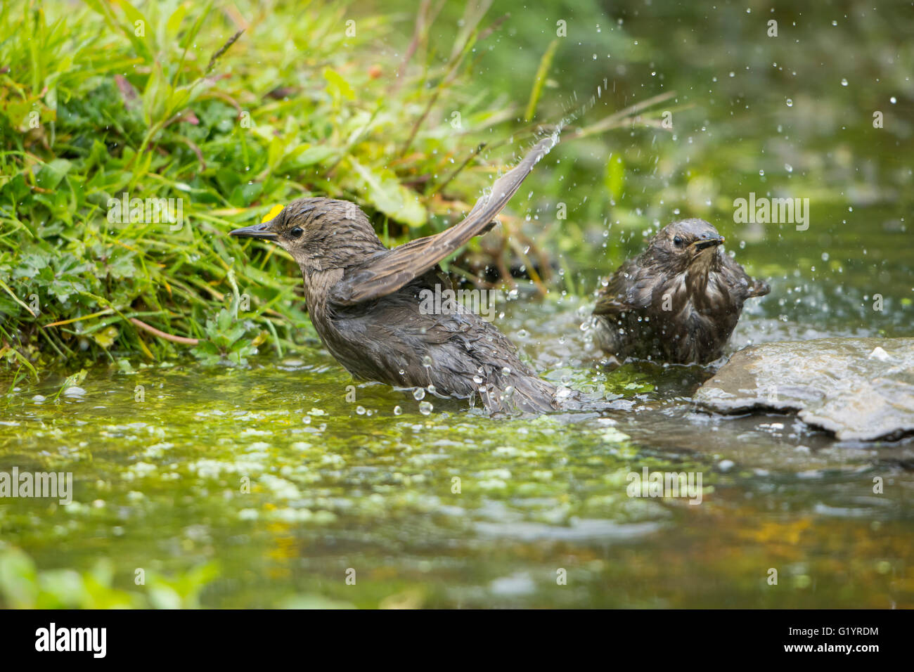 A pair of common Starling fledglings enjoying a bath in a garden pond ...